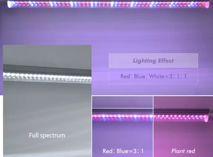 600mm 900mm 4ft 36w T8 Waterproof blue red led plant grow light tube
