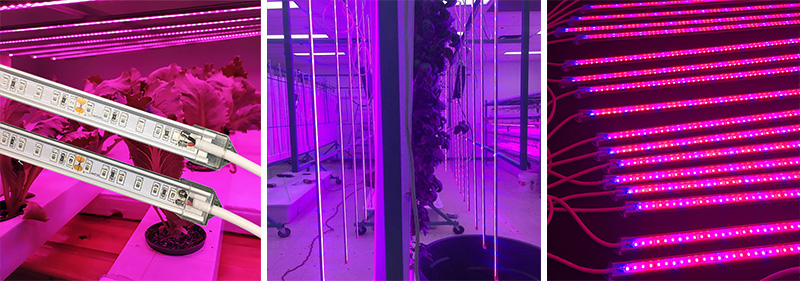 dc24v 24v smd 2835 730nm far red blue waterproof grow plants led full ...