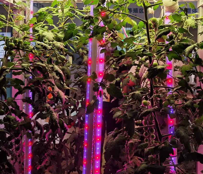 indoor plants full spectrum led grow light for tomatoes