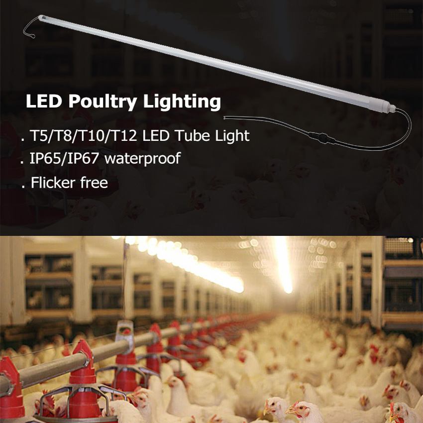 flicker free dimmable poultry lights led