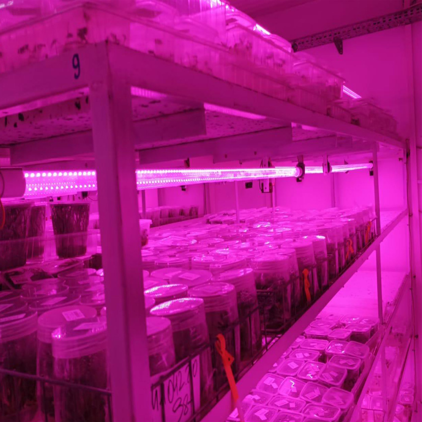 led grow light for hydroponics roses microgreen lettuce algae barley