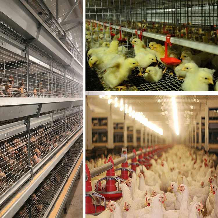 poultry farm led lighting system ip67 for chicken broiler farm